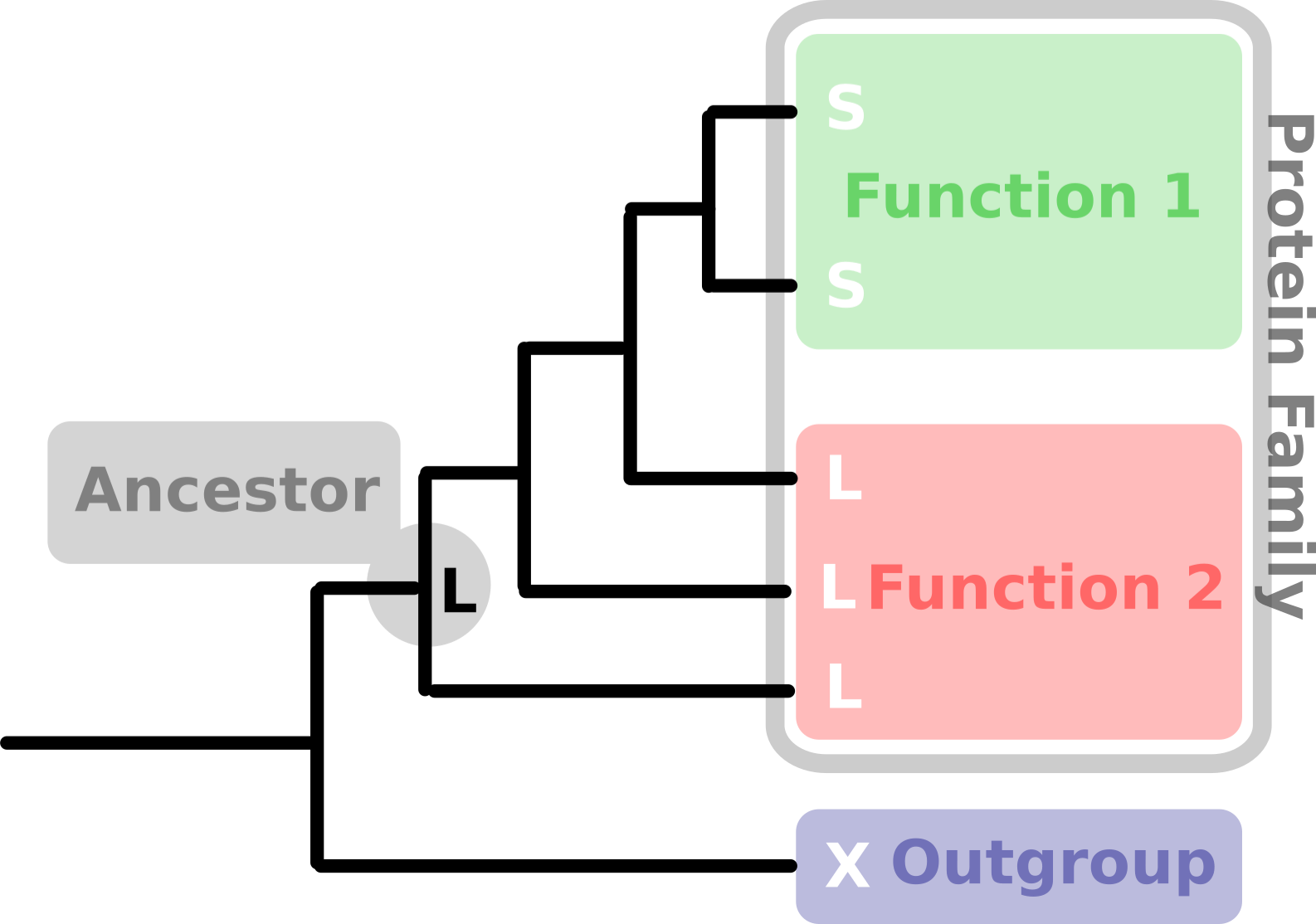 Ancestral Sequence Reconstruction